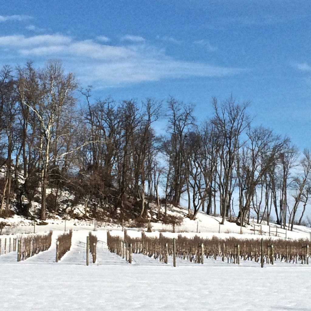 Vineyard in Winter 2 - Maryland Wineries Association