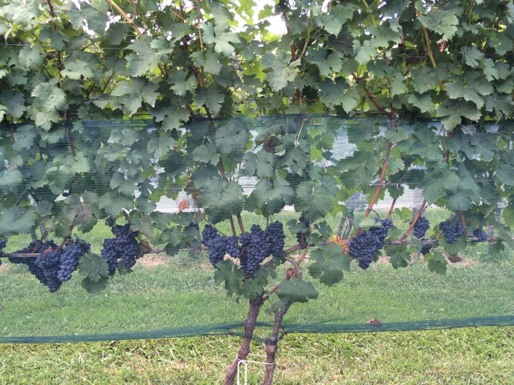 fall grapes - Maryland Wineries Association